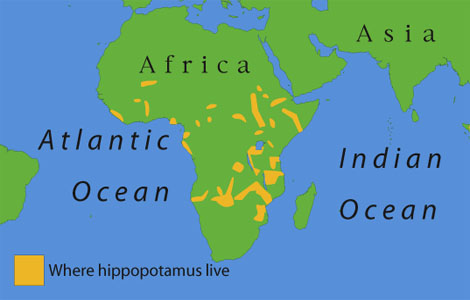 ristau hippos on emaze