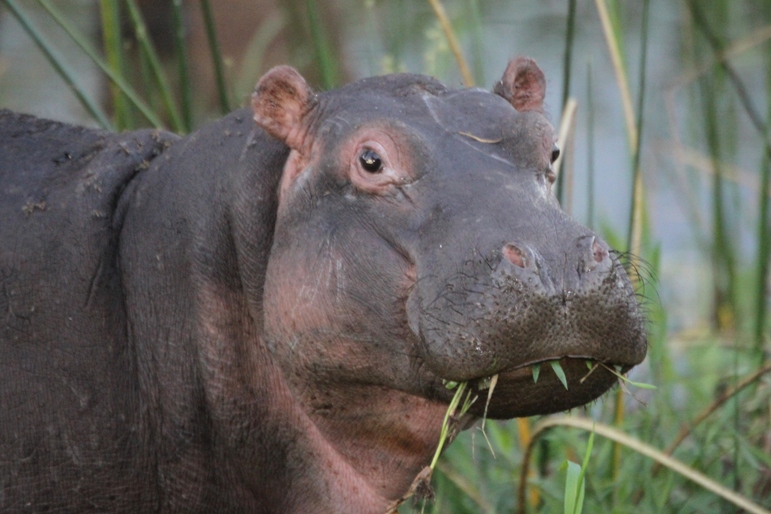 ristau hippos on emaze