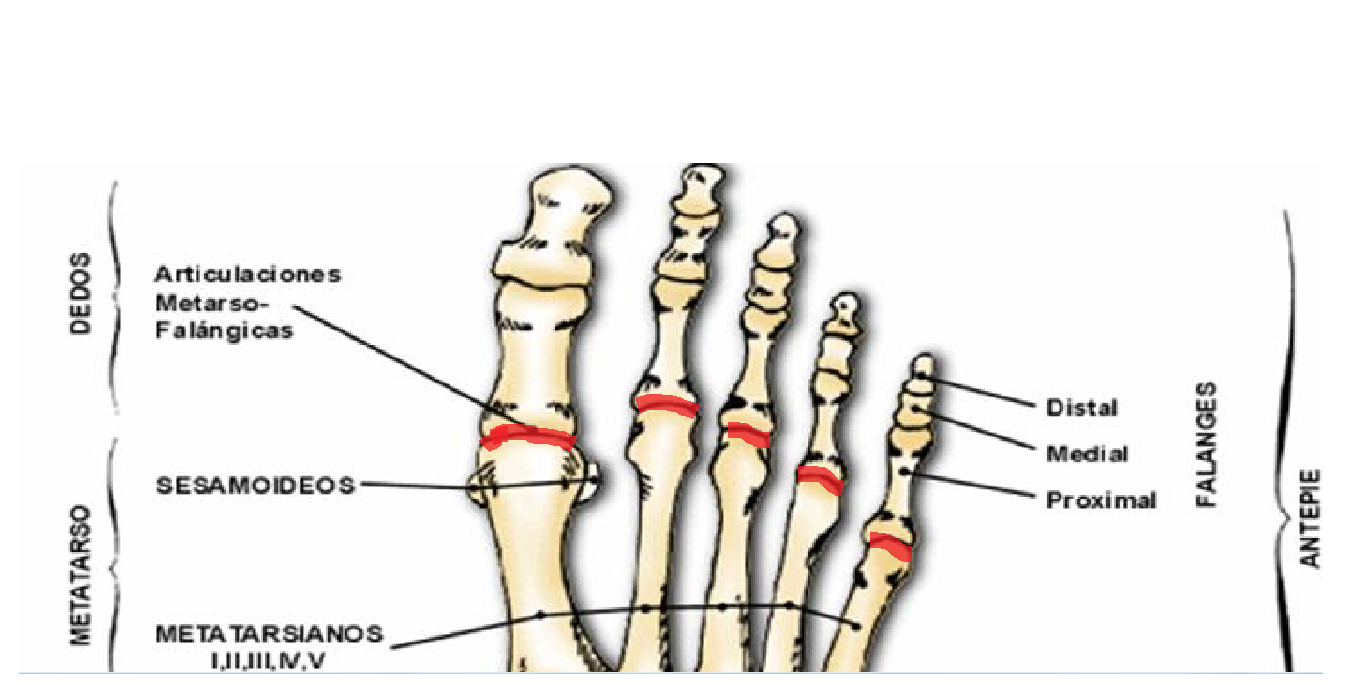 Articulacion del pie.pptx on emaze