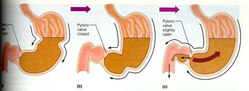 FISIOLOGIA DE LA DIGESTION copy2 on emaze