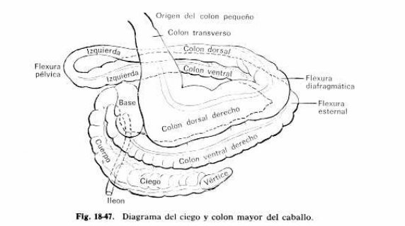 FISIOLOGIA DE LA DIGESTION copy2 on emaze