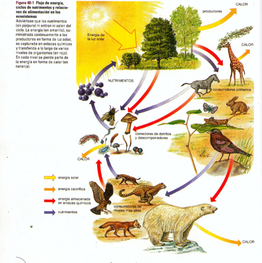 FISIOLOGIA DE LA DIGESTION copy2 on emaze