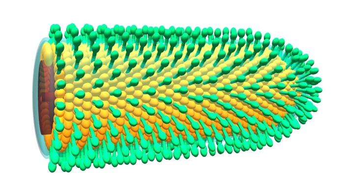 rhabdovirus on emaze