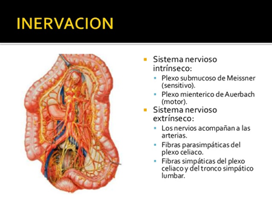 INTESTINO GRUESO Y on emaze
