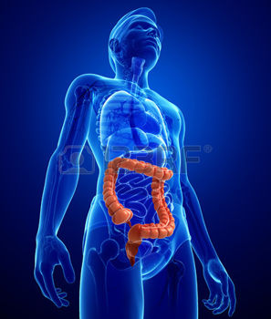 INTESTINO GRUESO Y on emaze