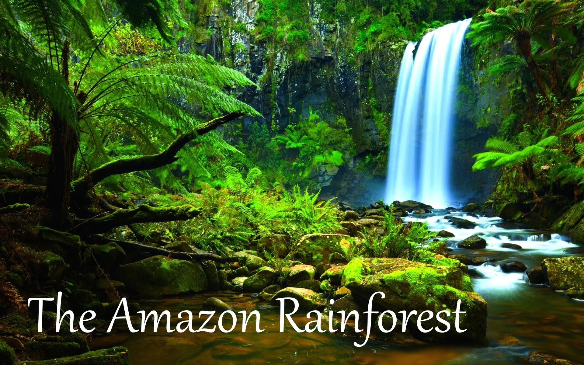 Amazon RainforestBy on emaze