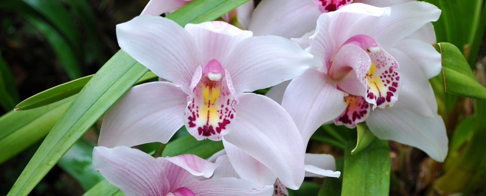 Amazon RainforestBy at emaze Presentation