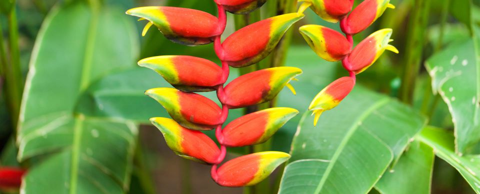 Amazon RainforestBy at emaze Presentation