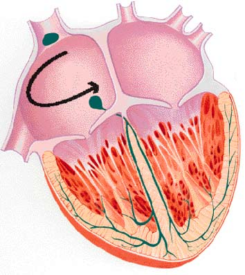 ELECTROCARDIOGRAMA Y ARRITMIAS on emaze