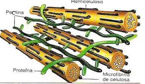 Tipos de Matriz Extracelular on emaze