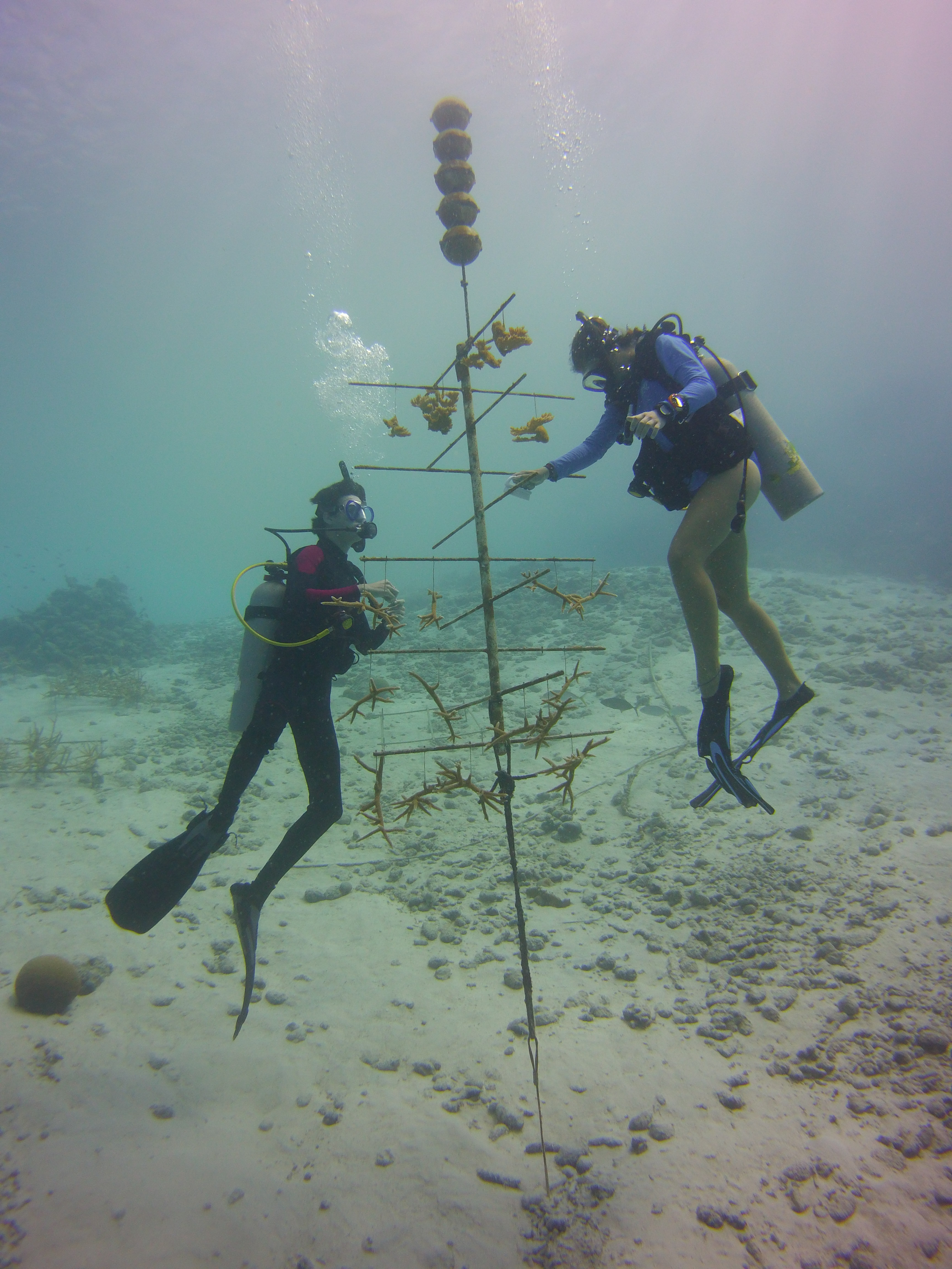 Field Studies Program at emaze Presentation