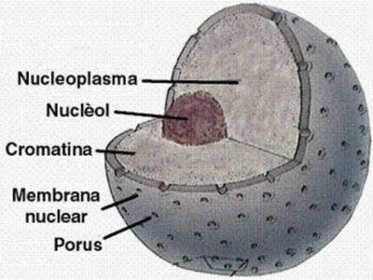 El núcleo celular on emaze