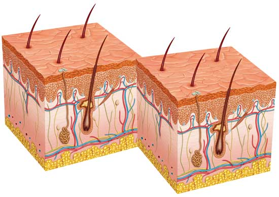 Anatomia Del Pelo on emaze