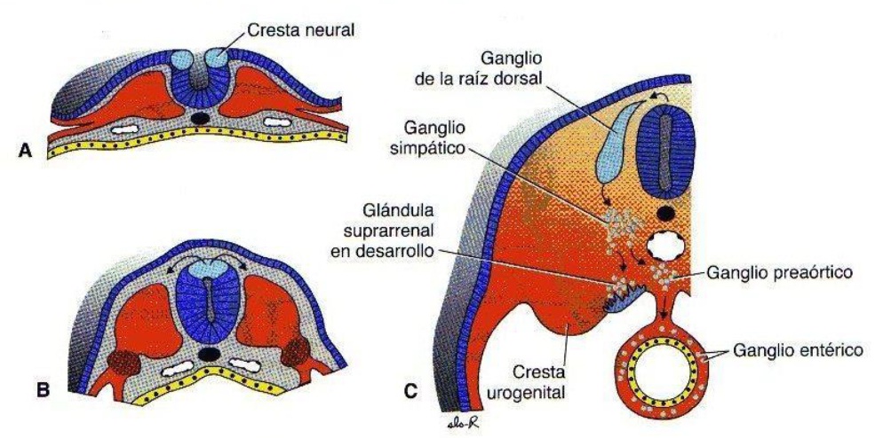 sistema nervioso on emaze