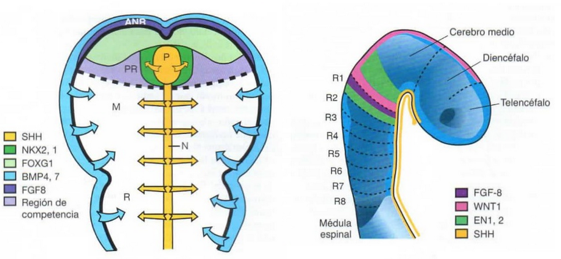 Presentation Name on emaze