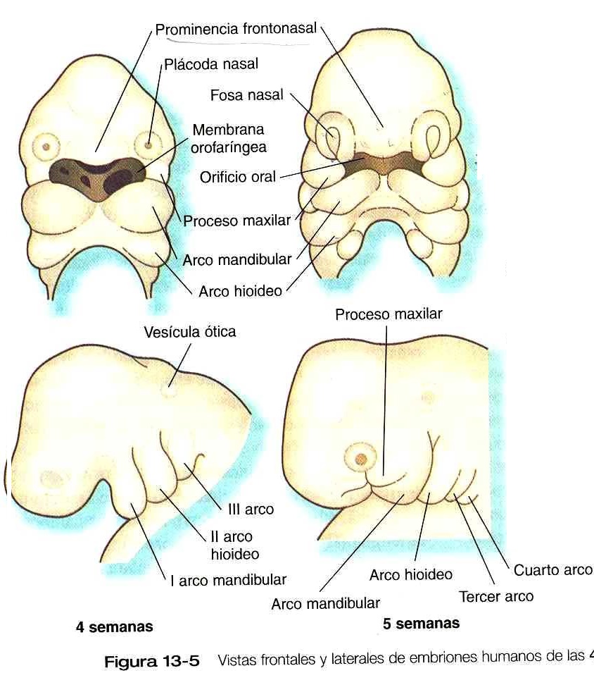 FORMACIÓN DE LA on emaze