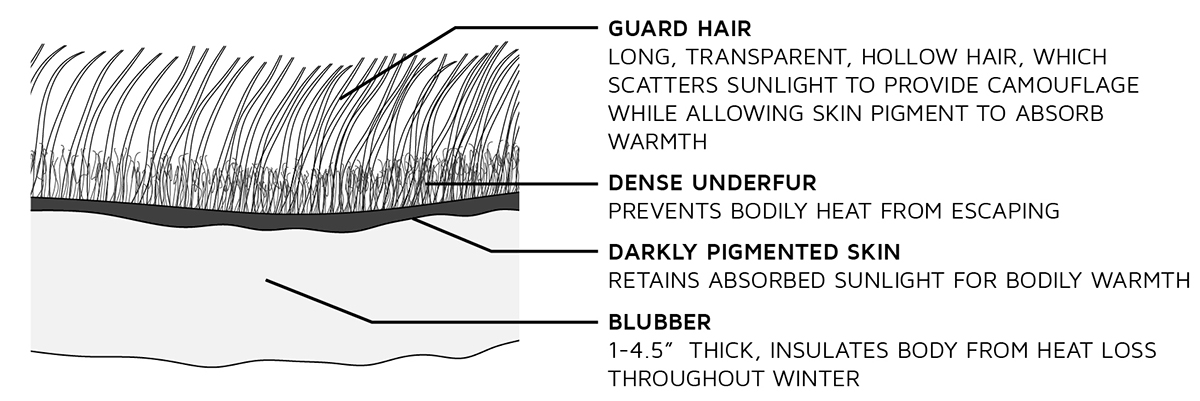 Polar Bears at emaze Presentation