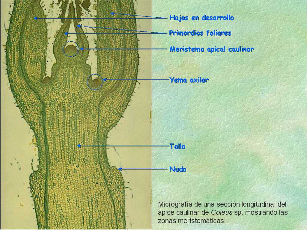TEJIDO EMBRIONARIO on emaze