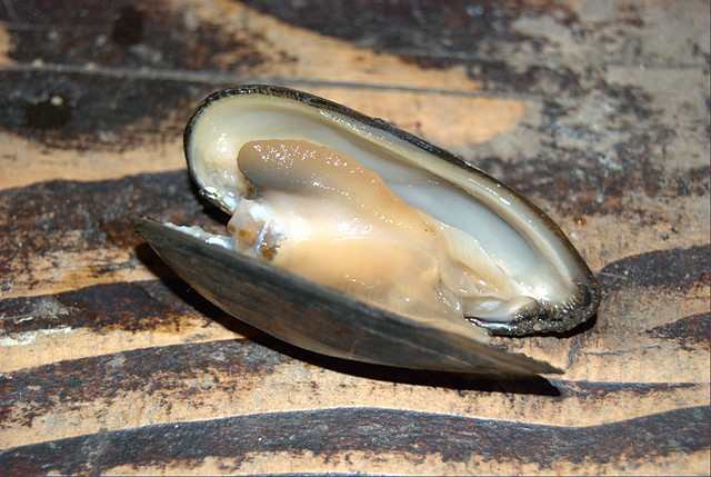 mięczaki - biologia on emaze