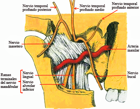 Region cigomatica on emaze
