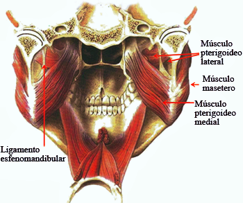 Region cigomatica on emaze