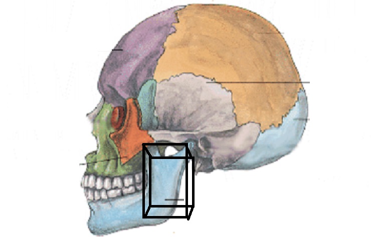 Region cigomatica on emaze