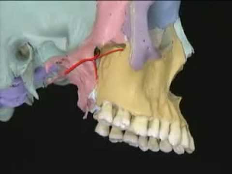 Region cigomatica on emaze