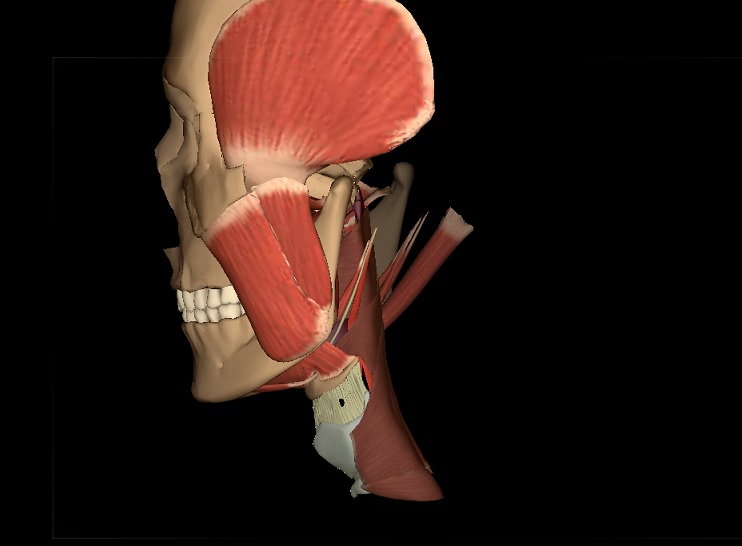 Region cigomatica on emaze