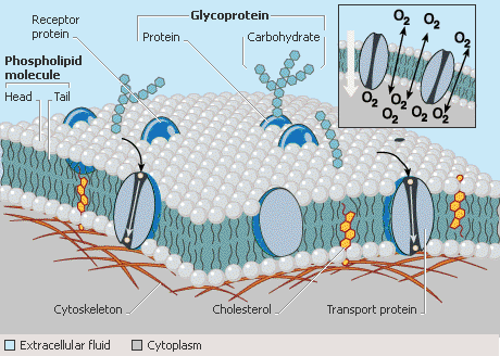 Biologji- at emaze Presentation