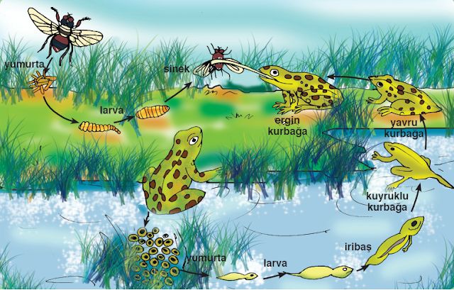 Kelebeklerde ve Kurbağalarda Başkalaşım on emaze