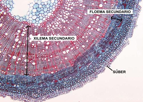 Xilema y floema on emaze