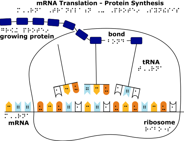 Steps of Protein Synthesis at emaze Presentation