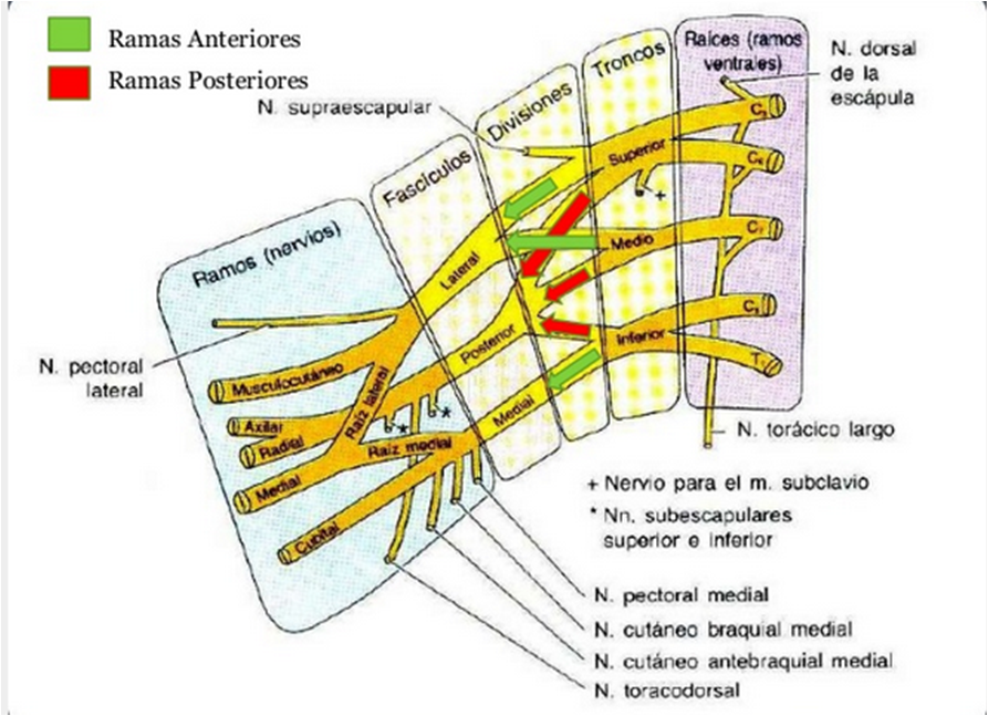 plexo braquial on emaze