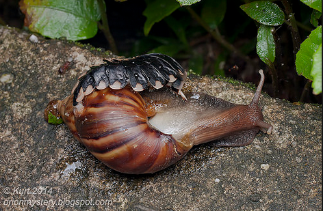 Invasive Species at emaze Presentation