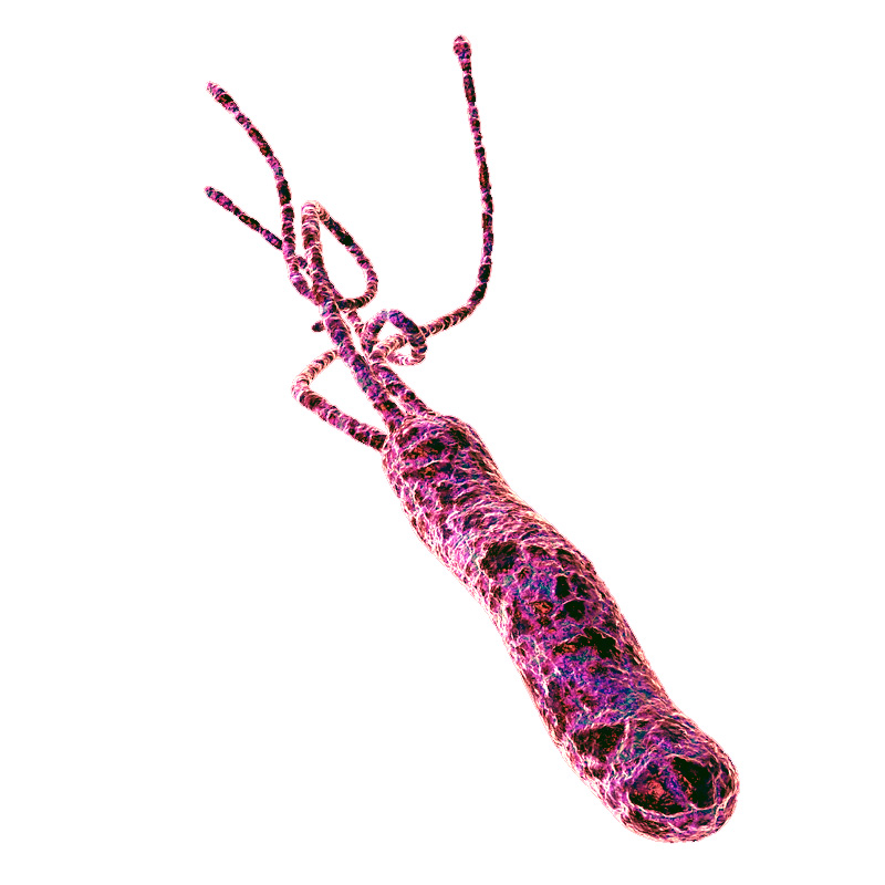 Helicobacter Pylori on emaze