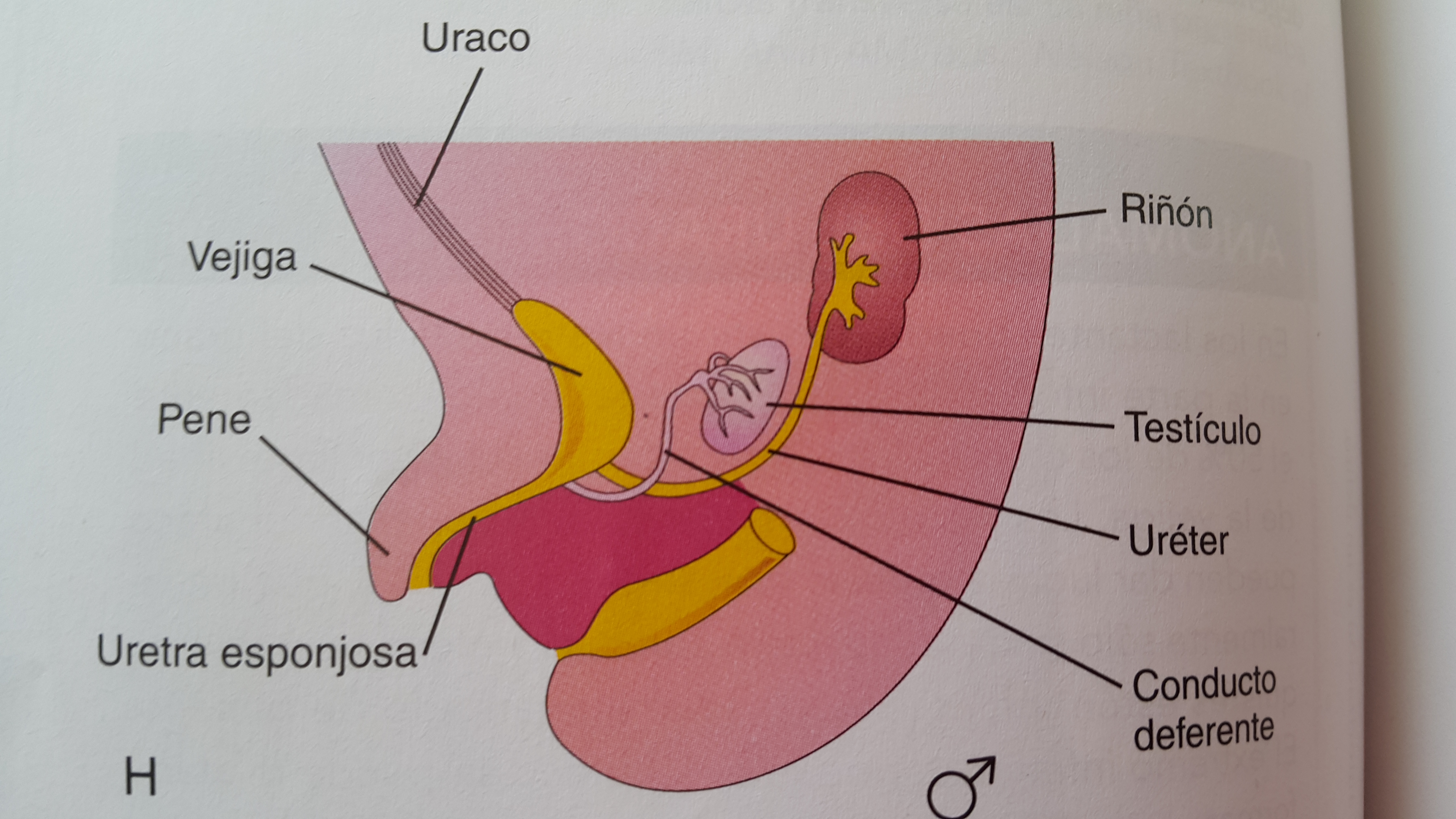 Sistema Urogenital on emaze