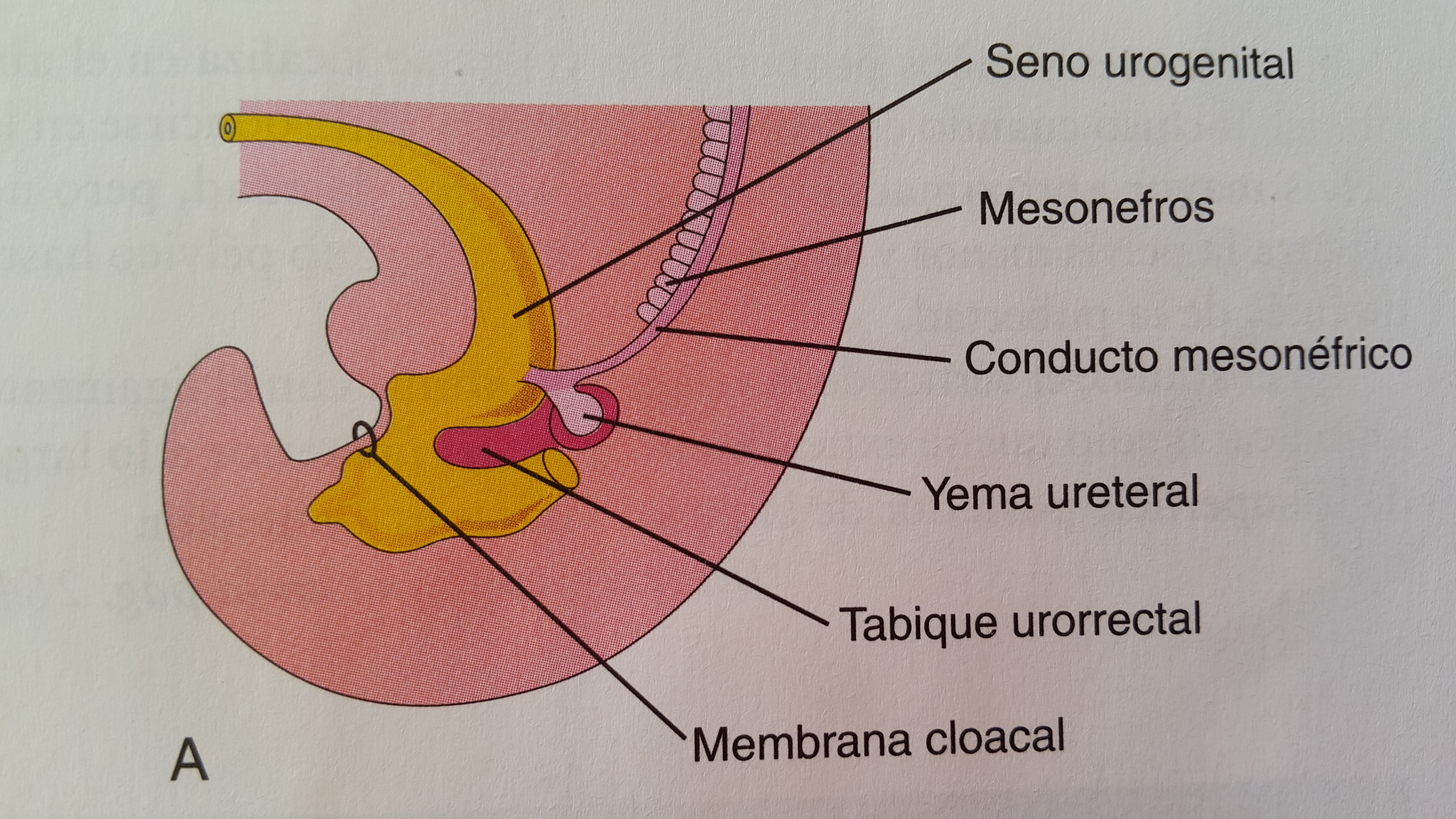 Sistema Urogenital At Emaze Presentation