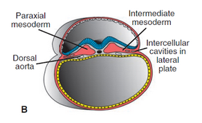 Sistema Urogenital on emaze