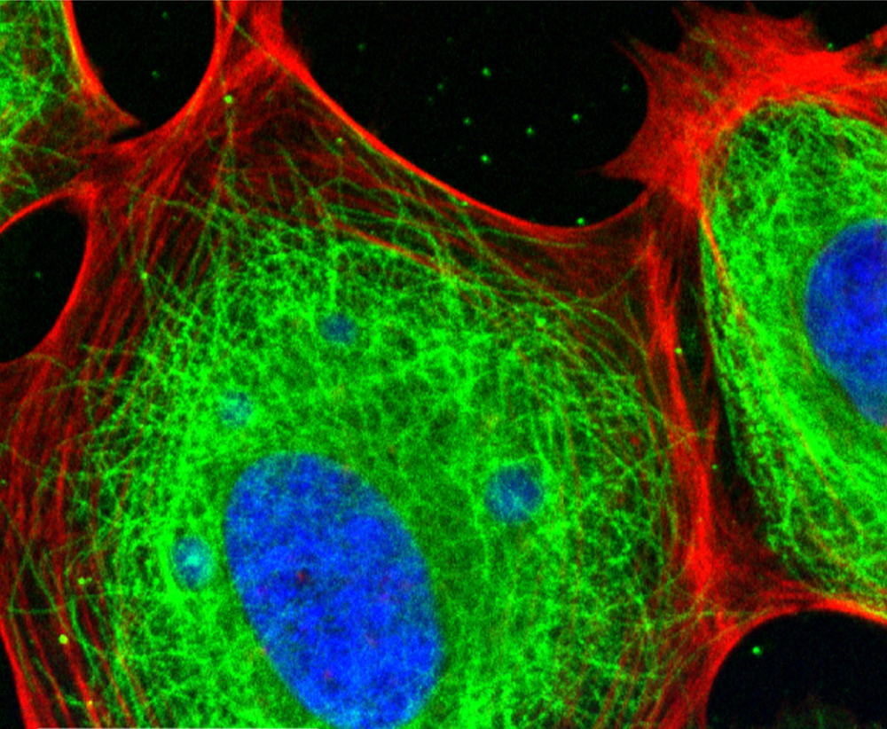 Cell project for biology at emaze Presentation