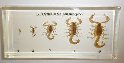 Scorpions on emaze