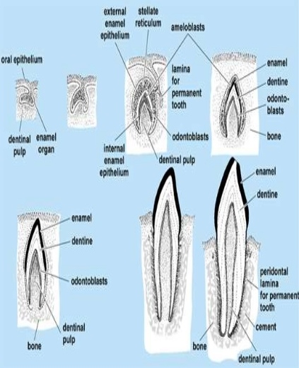 development on emaze