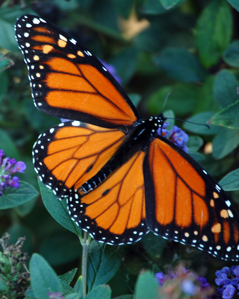 Monarch Butterfly On Emaze monarch-butterfly-on-emaze