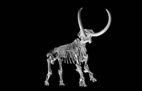 formación de fosiles on emaze