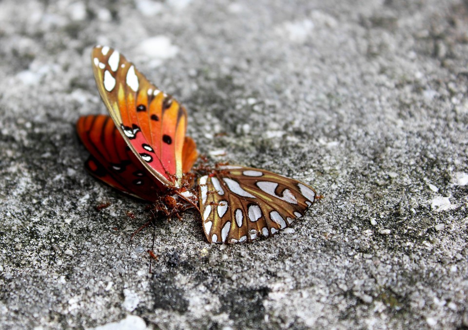 The Monarch at emaze Presentation