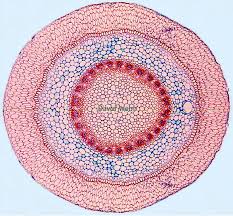 Jaringan permanen at emaze Presentation