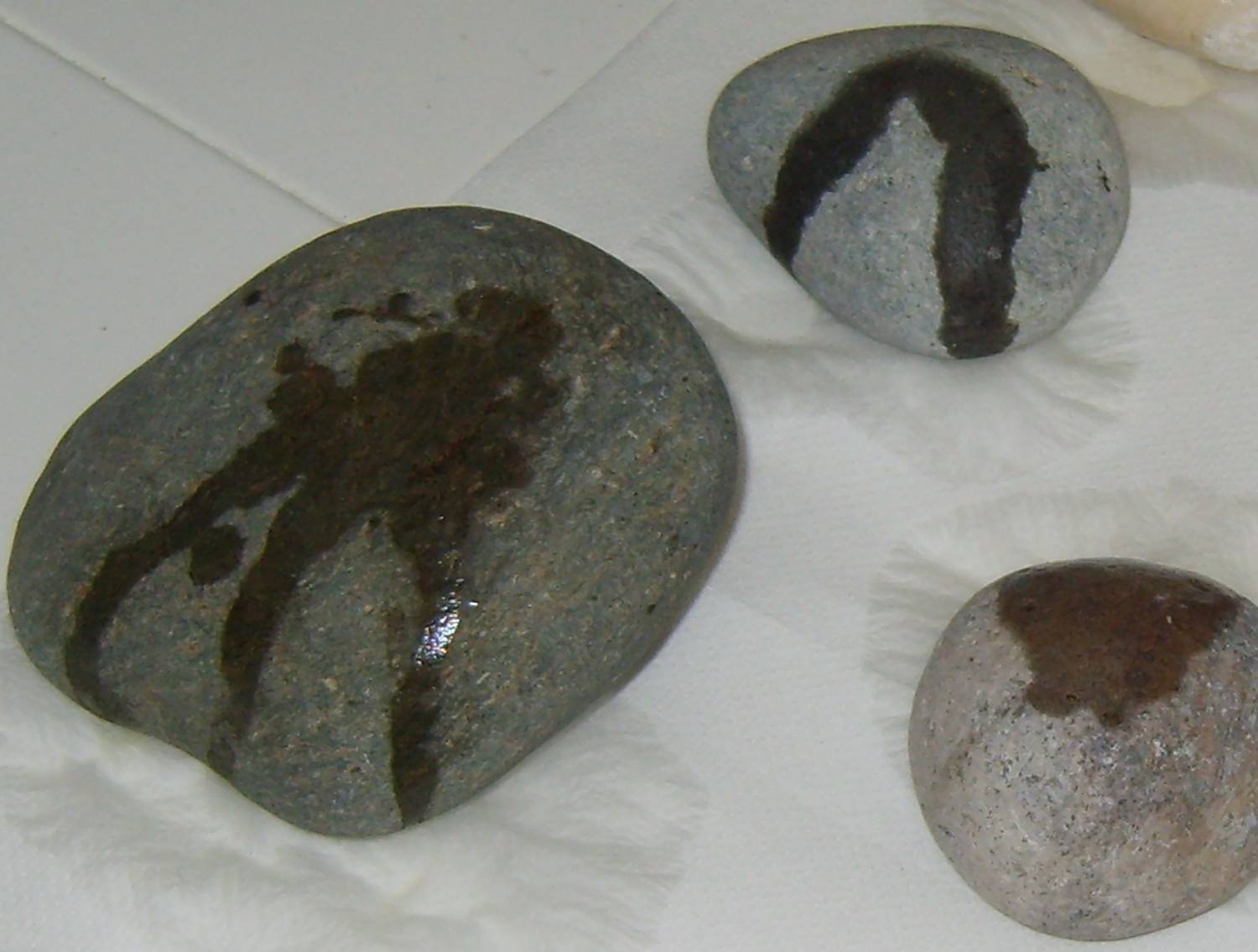 IL CARSISMO PER SCIENZE on emaze