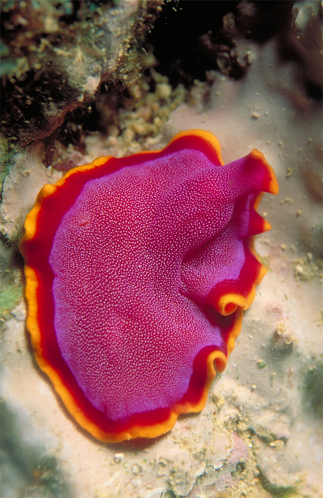 phylum-flatworms-on-emaze