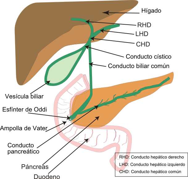 Colecistitis on emaze