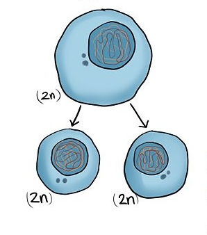 Cellular Division on emaze