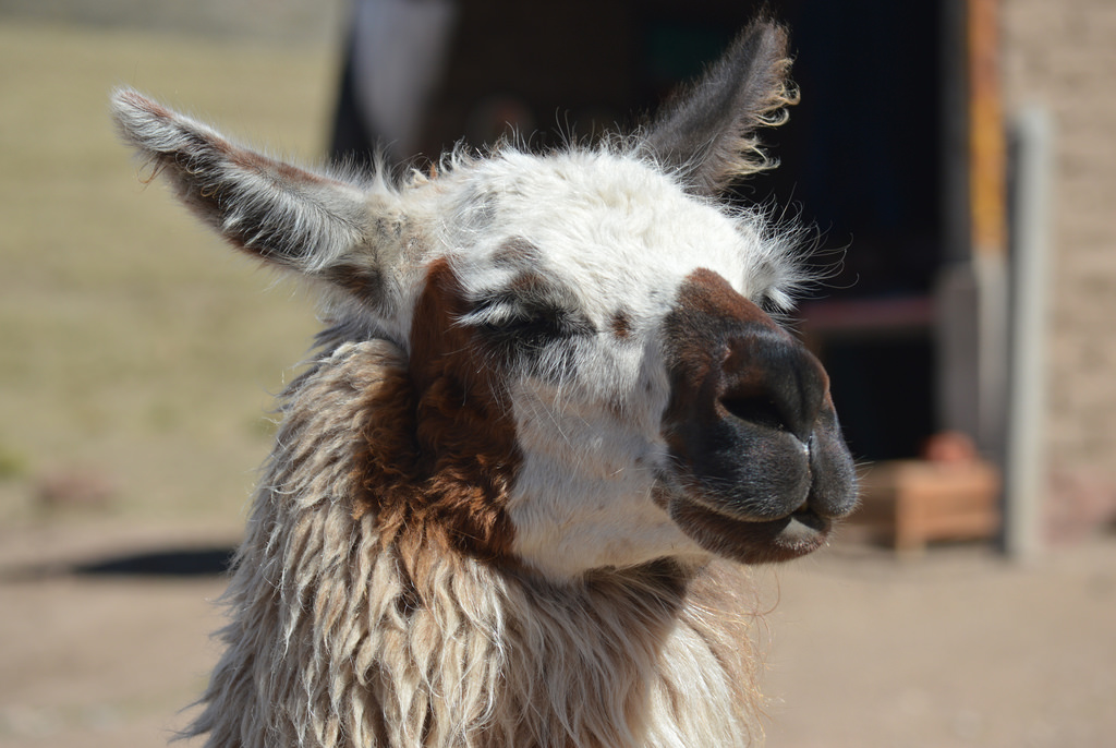Llama - Science Project at emaze Presentation